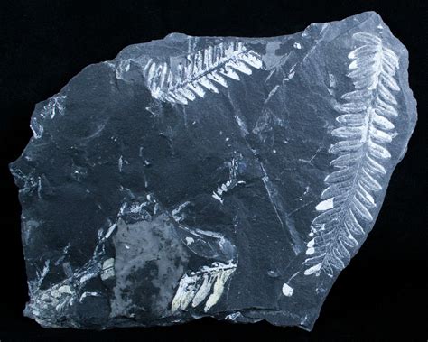 Fossil Seed Fern Plate Pennsylvania For Sale 3646