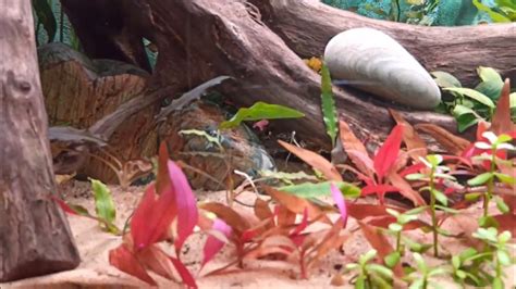 Аквариум на земле день шестой первые жители Орнатусы Youtube