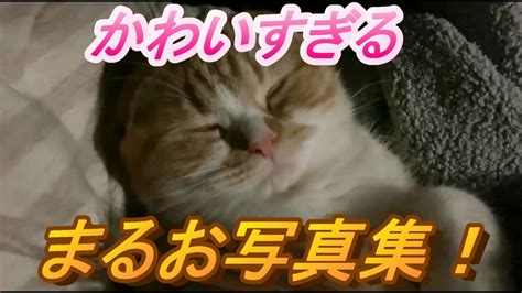 【ヒカキン】まるお＆もふこ写真集！？ ちょっぴりセンチメンタル～ブログ