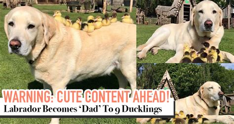 This Labrador Just Adopted 9 Ducklings And Its Probably The Cutest