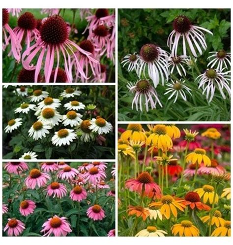 퍼플 훌라댄서 샤이엔화이트스완 꽃씨묶음 에키네시아 5종 팔리다 티몬