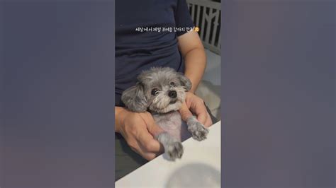 세상에서 제일 귀여운 강아지 깐초 🐕 Youtube