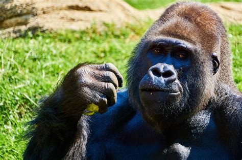Gorilla Primas Tier - Kostenloses Foto auf Pixabay - Pixabay