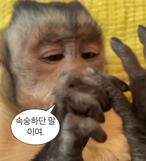 웃긴에 있는 Ask님의 핀 오랑우탄 동물 밈 동물 사진