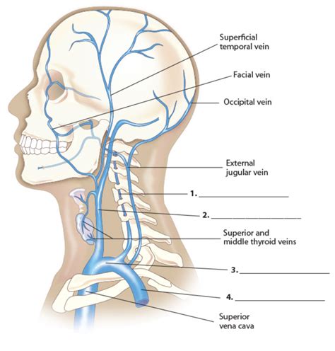 Veins Draining The Head And Neck Lateral View Diagram Diagram Quizlet