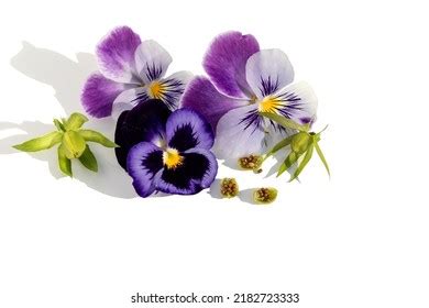150 Tricolor Herbal Design Images Stock Photos Vectors Shutterstock
