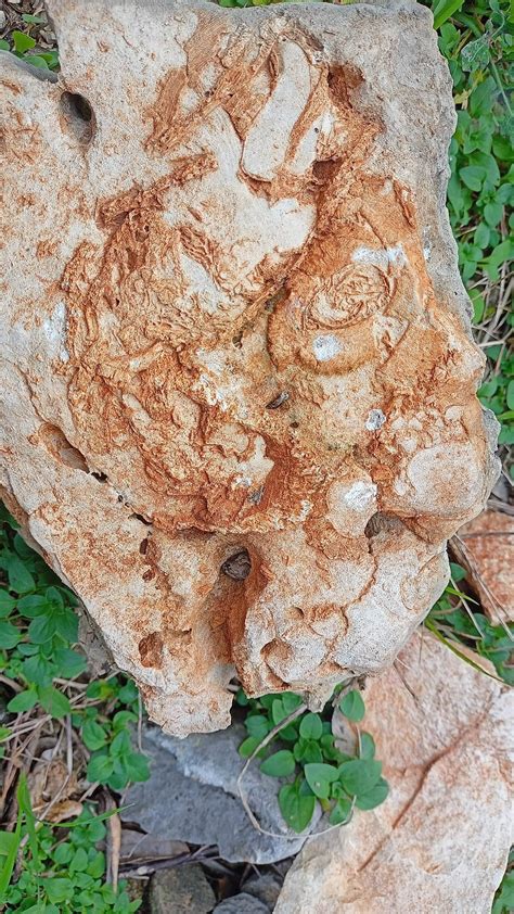 What Exactly Am I Looking At Not A Fossil Expert Rocks In This Area