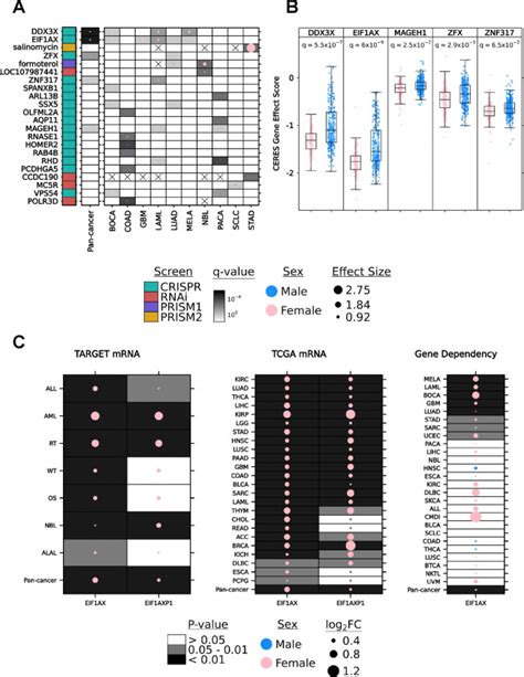 Sex Differences In Cancer Functional Genomics Gene Dependency And Drug Sex Differences In Cancer Functional Genomics Gene Dependency And Drug