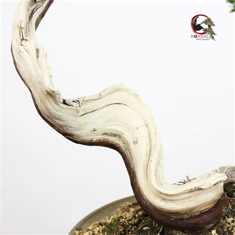 JunÍperus Sabina Santi MuÑoz Bonsai