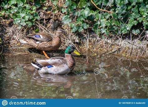Male And Female Mallard Ducks With Ducklings Huddled Together On The