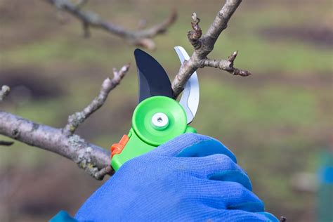 Our Picks For The Best Pruning Shears For Gardening For 2024