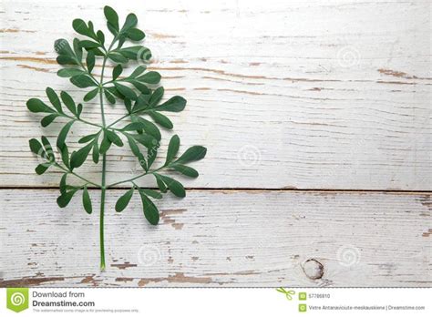 Pin de Cristina Cotrim em Salvamentos rápidos Planta herbácea
