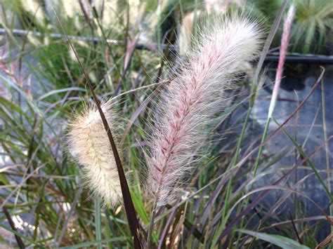 Grass11 Backbone Valley Nursery