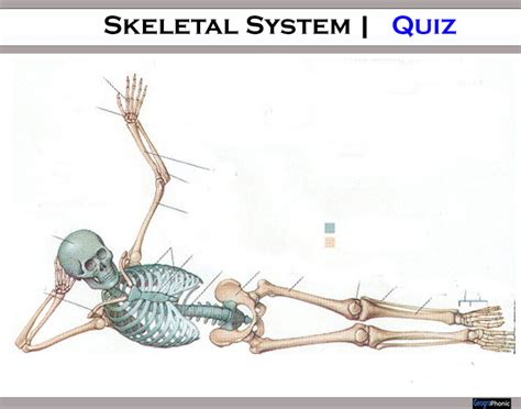 Axial Skeleton Quizzes