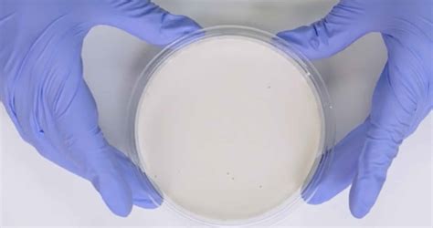 Make Your Own Fossil Generation Genius