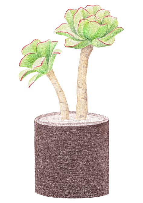 유토이미지 다육식물 색연필화 08