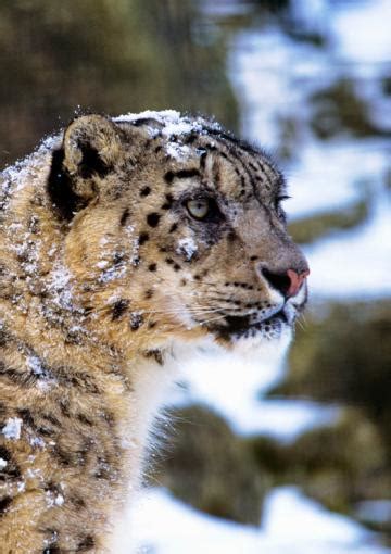Preventing Human Wildlife Conflict Wwf