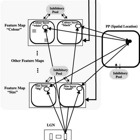 Extended Cortical Architecture For Visual Attention And Binding Of Download Scientific Diagram