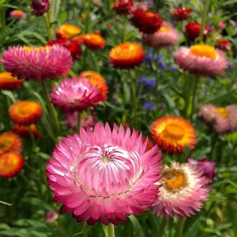 帝王貝細工 テイオウカイザイク ヘリクリサム ムギワラギク 麦藁菊 Strawflower Bractedstrawflower