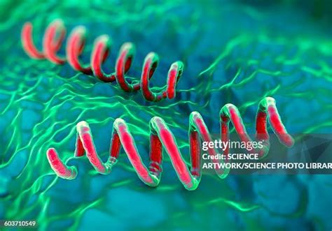76 Treponema Pallidum High Res Illustrations Getty Images