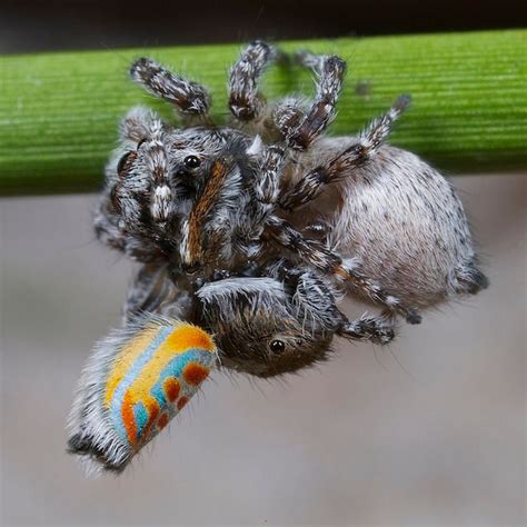 Return Of The Dancing Peacock Spiders Wired