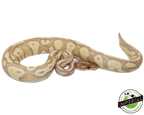 Banana Blackhead Orange Dream Het Pied Ball Python Adult For Sale