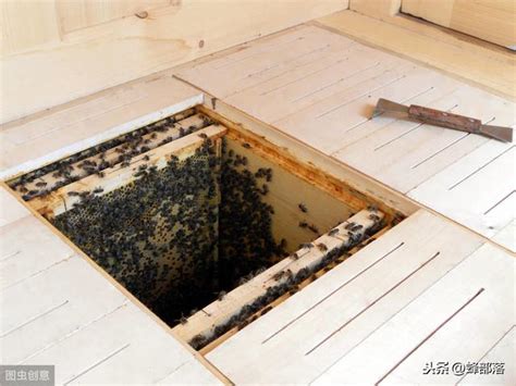 春季繁蜂，如何用一脾蜂快速繁殖？老蜂農：用這4大方法 每日頭條