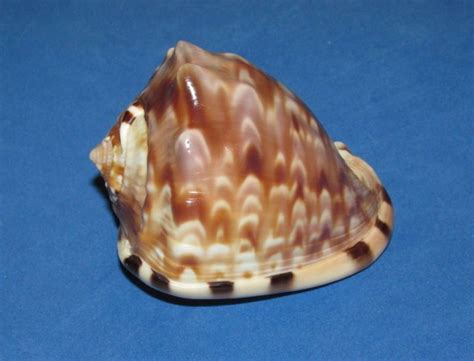 Seashells Cassis Flammea Honduras Shells Mre52271 Sea Shells