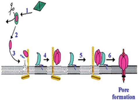 3 Model Of The Mode Of Action Of Cry1a Toxins 1 Crystal Toxin