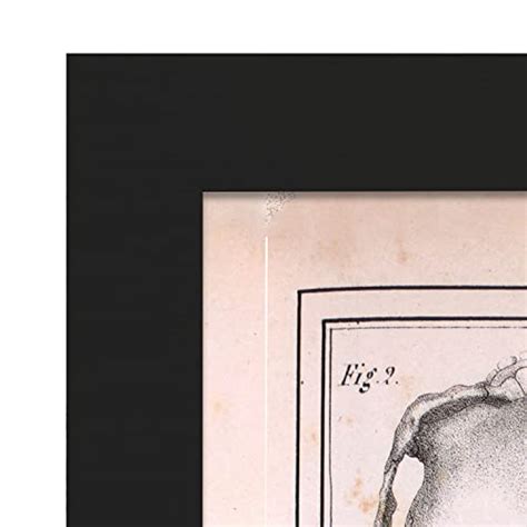 Set De 4 Tabouri Nacnic Anatomia Oaselor Corpului Si A Capului Negru 18013 4 A3 Cm Negru