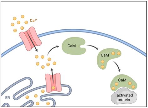 Calmodulin Biology Simple