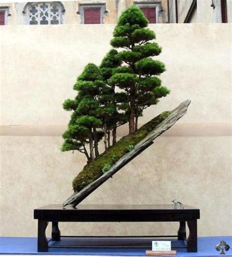 Pin On Bonsai