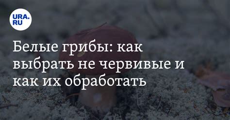 Как правильно собирать белые грибы чтобы они не были червивыми