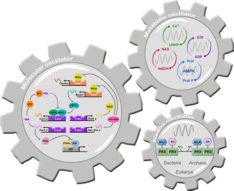 Interaction Between The Circadian Molecular Clock And Metabolic