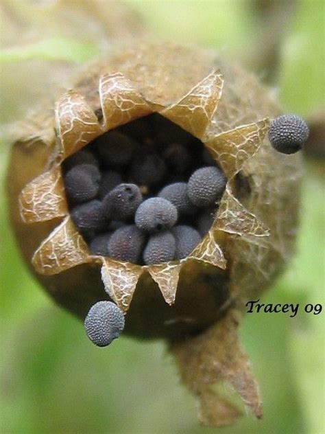 569 Best Seed Pods Images On Pinterest