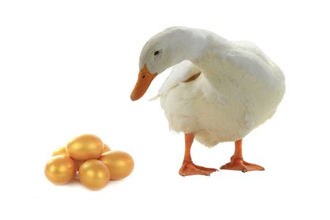 Duckdb The Tiny But Powerful Analytics Database Msi Net Inc
