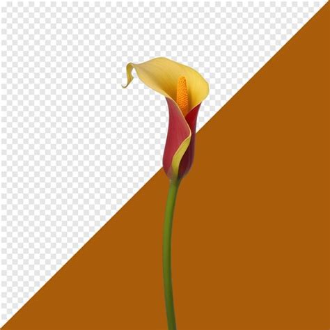 투명한 배경에 분리 된 칼라 릴리 꽃 Png 칼라 롤리 롤리 Png 분리 된 Psd 프리미엄 Ai 생성 Psd