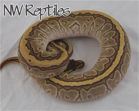Northwest Reptiles Jigsaw Ball Python Description And Photos Ball