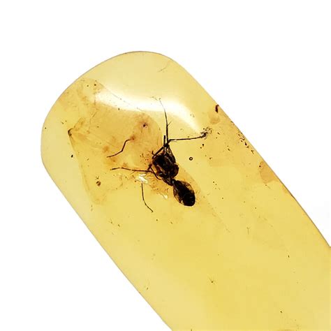 Amber Preserved Fossil