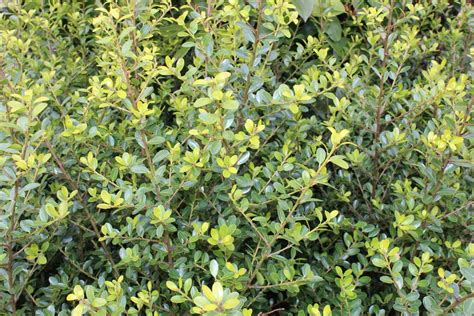 Ilex Private Ilex By – Telegraph