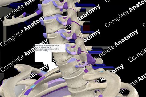 Posterior Tubercle Of Sixth Cervical Vertebra Left Complete Anatomy