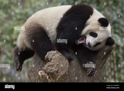 Giant Panda Ailuropoda Melanoleuca Cub With Mouth Open Resting On