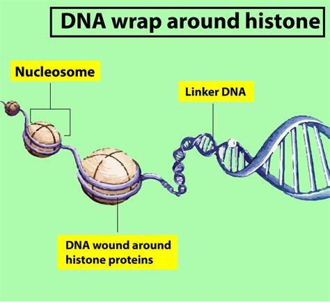 Bacteria Differs From Eukaryotes In The Absence Of A Dna B Basic
