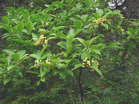 Viburnum Nudum Withe Rod Go Botany