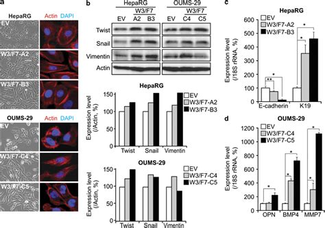 Wnt3 Fzd7 Mediated Signaling Induces Epithelial Mesenchymal Transition