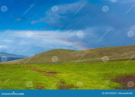 Invasive Grass It Is Name Green Foxtail Royalty Free Stock Image