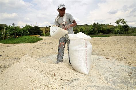 Why Cassava Has So Much Potential In Sub Saharan Africa