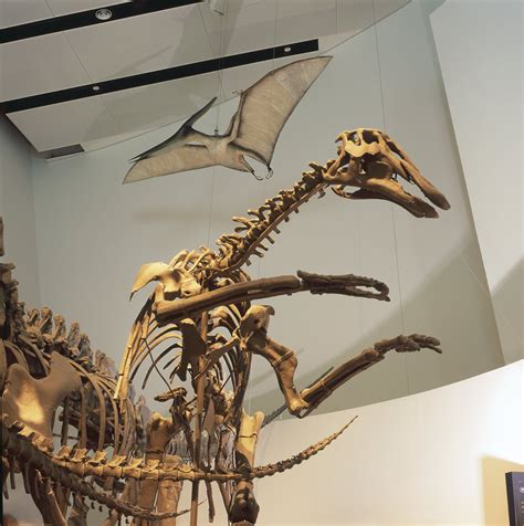 Pteranodon Skeleton