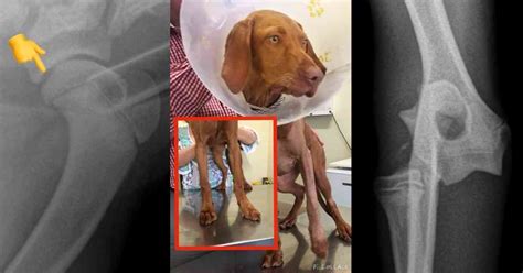 How To Treat A Dog With A Broken Back Leg