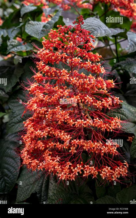 The Pagoda Flower Clerodendrum Paniculatum Java Indonesia Stock